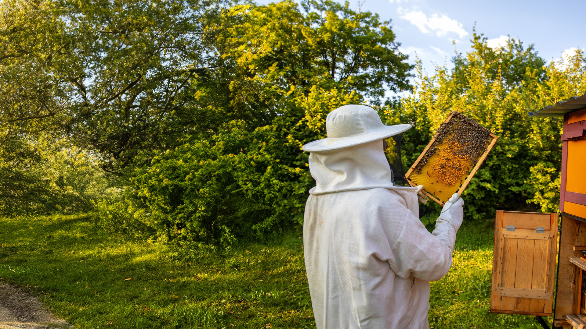 Beekeeping in Spain | Freedome