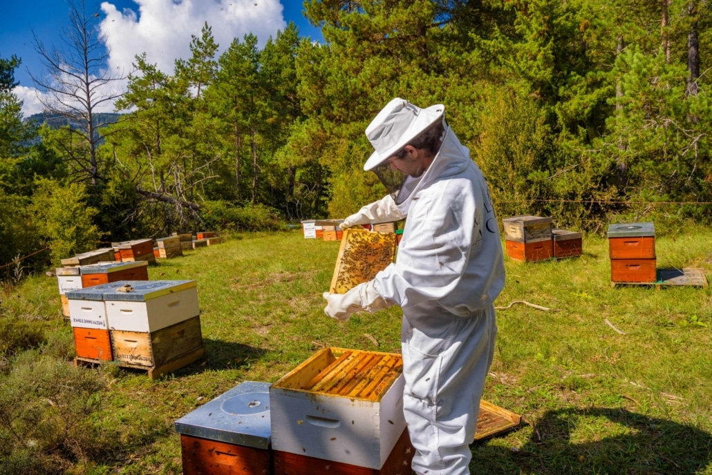 Beekeeping Cataluña | Starting from €25 | Freedome